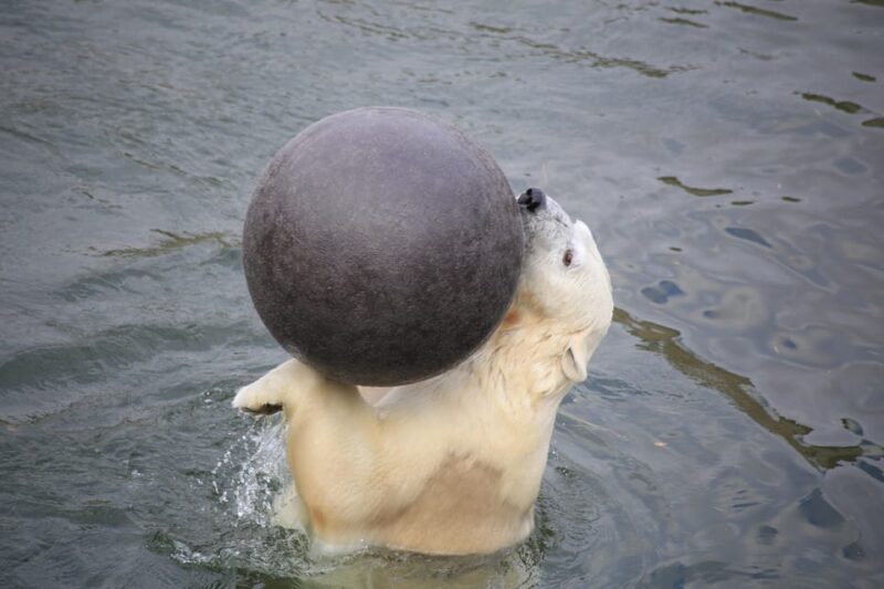 Rovaniemi: Ranua Zoo Wildlife Park Tour with hotel pickup - Final Thoughts: Who Should Consider This Tour?