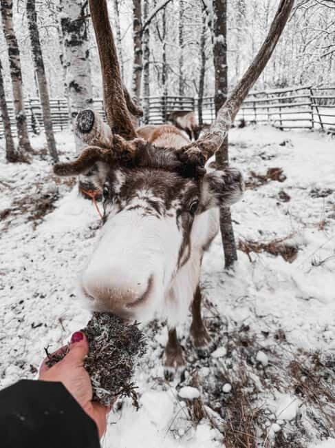 Rovaniemi: Reindeer Experience with Sleigh Ride - Rovaniemi: Reindeer Experience with Sleigh Ride — An Authentic Arctic Encounter