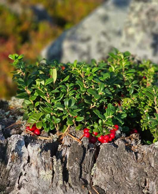 Rovaniemi: Reindeer Farm, Berry Picking, and Fire-Making - Exploring the Lapland Wilderness: What You Can Expect