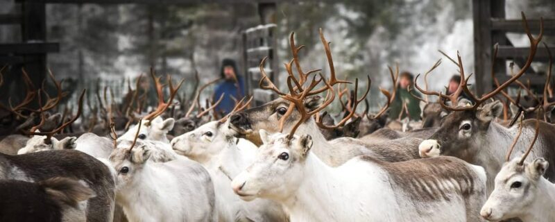 Rovaniemi: Reindeer Farm Visit and Sleigh Ride with transfer - An In-Depth Look at the Reindeer Farm Experience