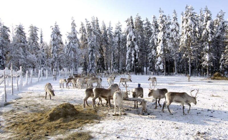 Rovaniemi: Reindeer Farm Visit and Sleigh Ride with transfer - The Bottom Line