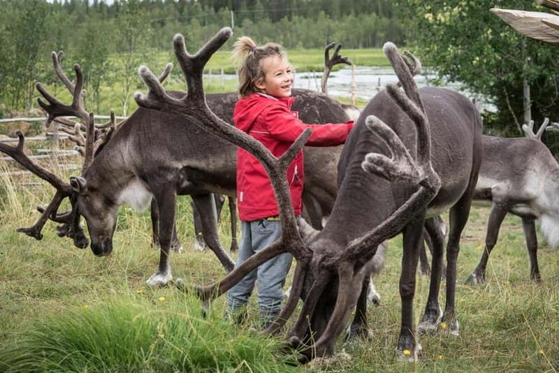 Rovaniemi: Reindeer Farm Visit at Autumn - Value and Practicalities