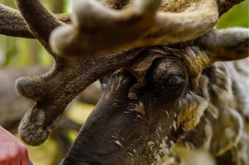 Rovaniemi: Reindeer Farm Visit in the Summer - The Itinerary in Detail