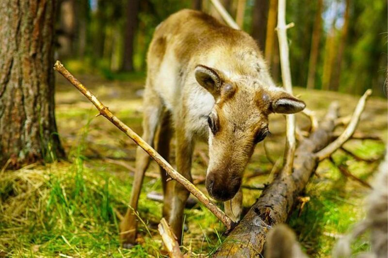 Rovaniemi: Reindeer Farm Visit in the Summer - Analyzing the Value