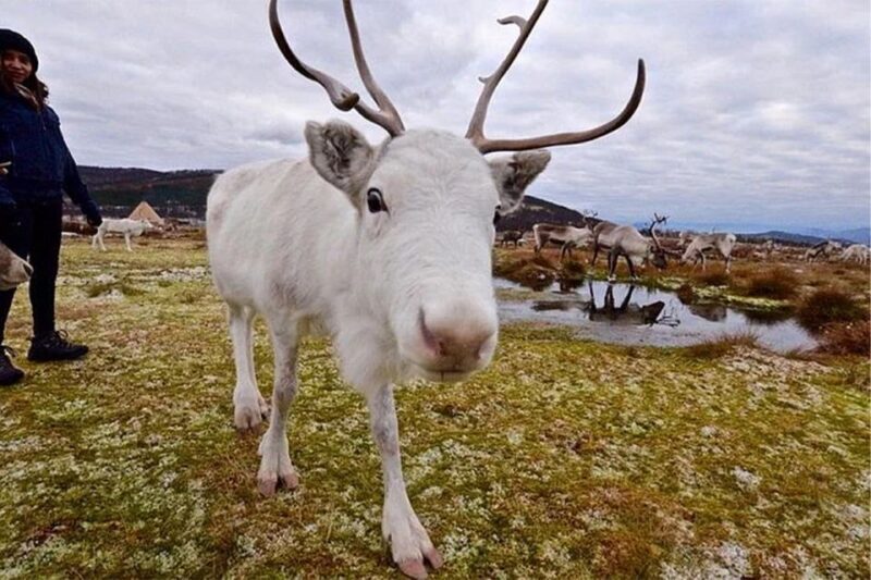 Rovaniemi: Reindeer Farm Visit in the Summer - Practical Tips