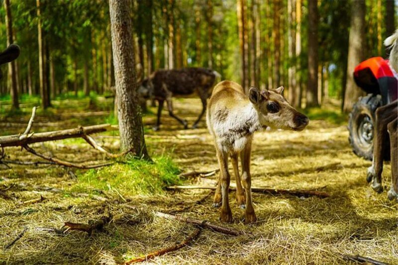 Rovaniemi: Reindeer Farm Visit in the Summer - Who Should Consider This Tour?