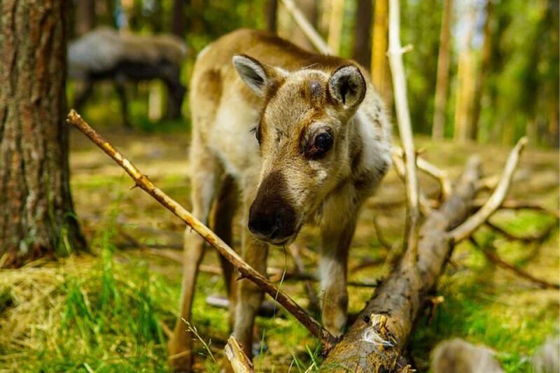 Rovaniemi: Reindeer Farm Visit in the Summer - FAQ