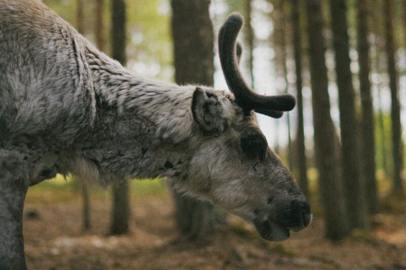 Rovaniemi: Reindeer Farm Visit with Photographer - A Close Look at the Experience