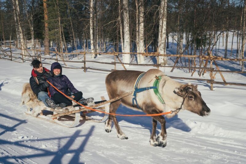 Rovaniemi: Reindeer Farm Visit with Photographer - FAQ