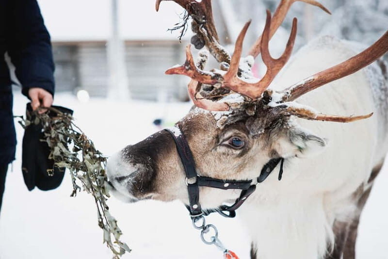 Rovaniemi: Reindeer, Huskies & Santa Claus Village - The Sum Up