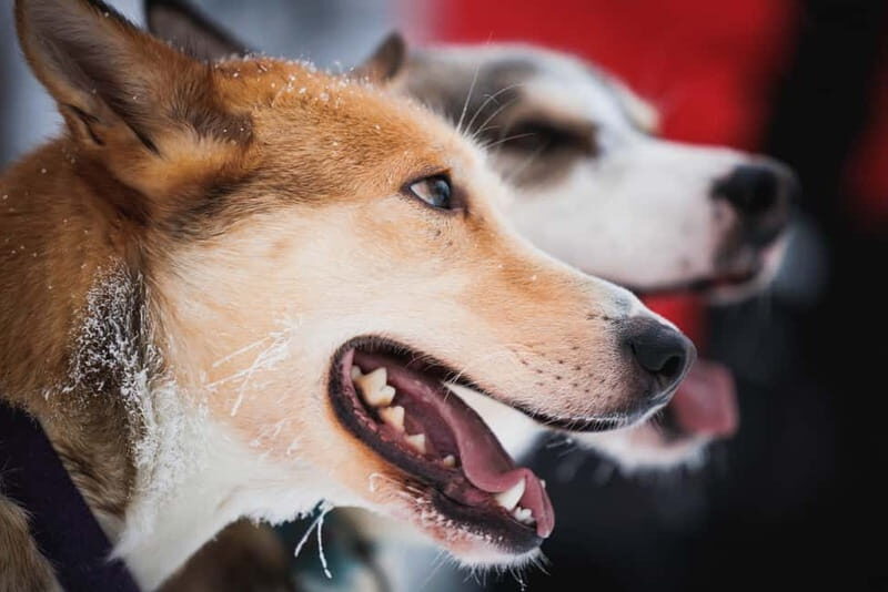Rovaniemi: Reindeer, Huskies & Santa Claus Village - FAQ