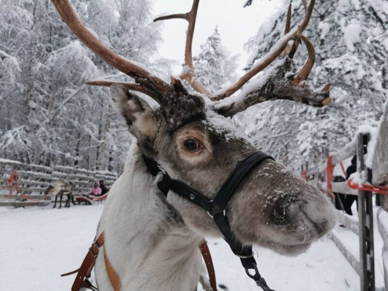 Rovaniemi: Reindeer, Huskies, Santa's Pets & Aurora Hunt - Key Points