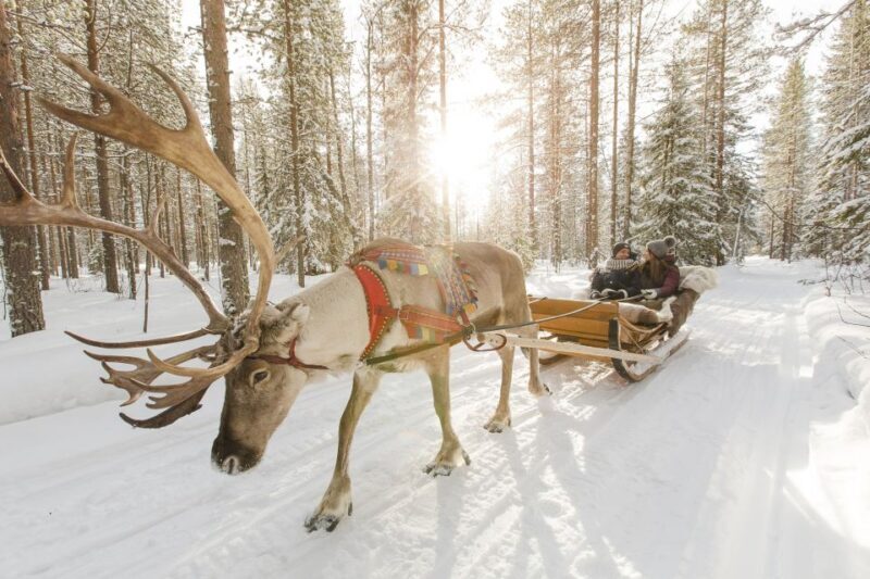 Rovaniemi: Reindeer, Huskies, Santa's Pets & Aurora Hunt - A Deep Dive into the Arctic Experience