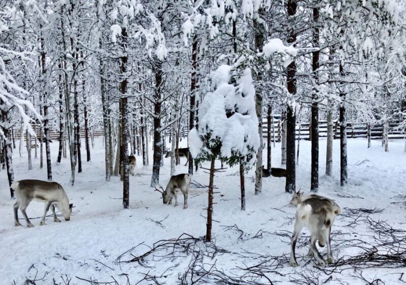 Rovaniemi: Reindeer Sleigh Ride with Hot Drink and Cookies - An In-Depth Look at the Reindeer Sleigh Ride Experience