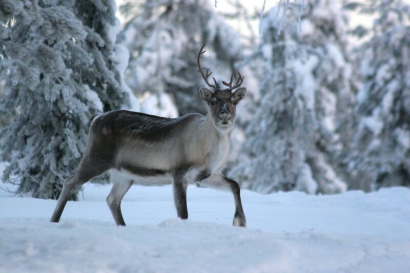 Rovaniemi: Reindeer Sleigh Ride with Hot Drink and Cookies - FAQ