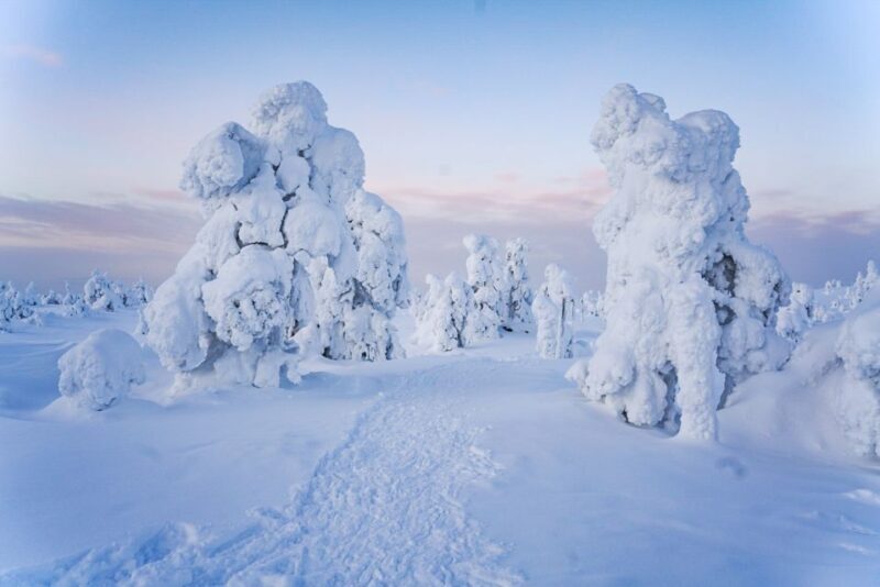 Rovaniemi: Riisitunturi National Park Day Trip with Lunch - What You’ll Love About This Tour