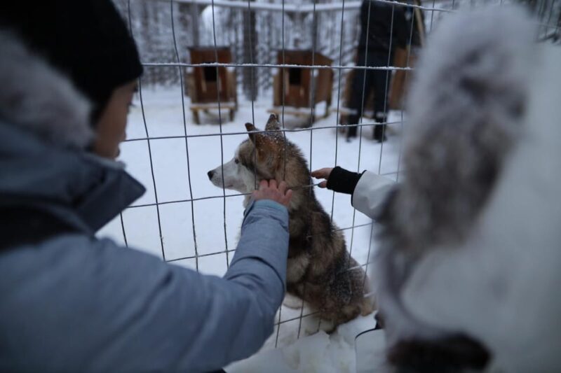 Rovaniemi: Santa Claus Village Tour Huskies & Reindeer ride - Rovaniemi: Santa Claus Village Tour Huskies & Reindeer Ride - A Detailed Review