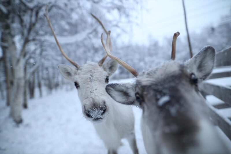 Rovaniemi: Santa Claus Village Tour Huskies & Reindeer ride - Authenticity and Value