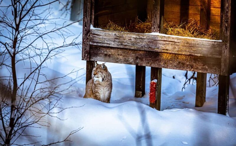 Rovaniemi: Santa Claus Village, Zoo, and Waterfalls Tour - Key Points
