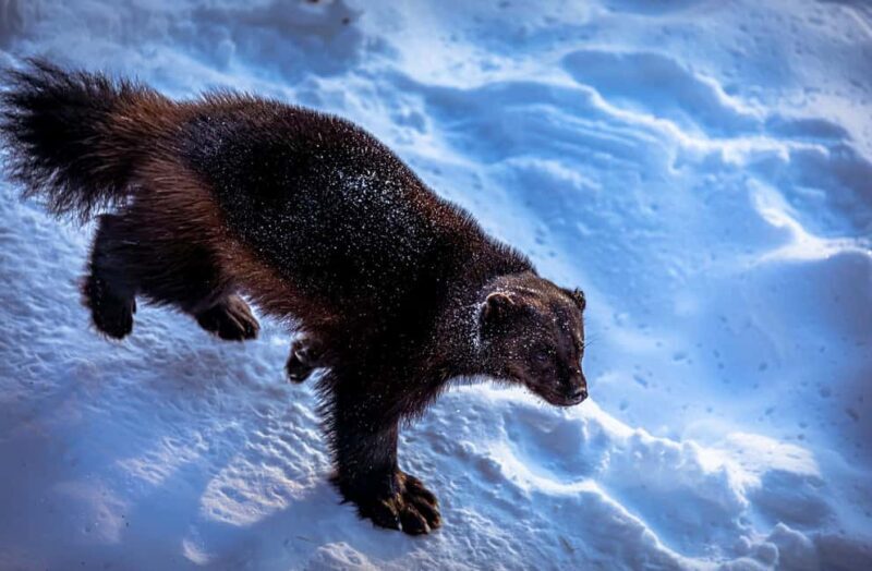Rovaniemi: Santa Claus Village, Zoo, and Waterfalls Tour - Who Will Enjoy This Tour?