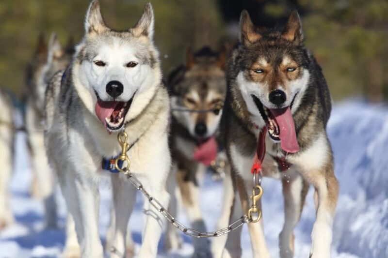Rovaniemi: Self-Drive Husky Sleigh Ride Adventure - Key Points