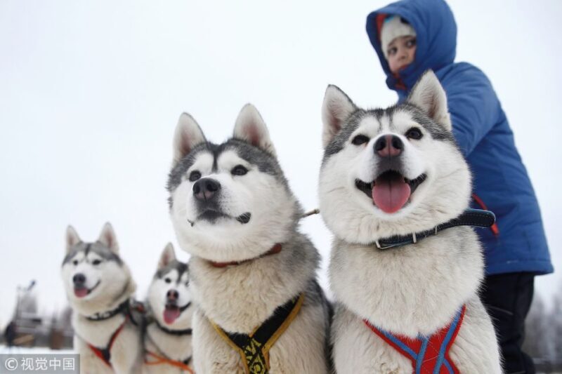 Rovaniemi: Self-Drive Husky Sleigh Ride Adventure - How the Day Begins: Convenient Pickup and Local Travel