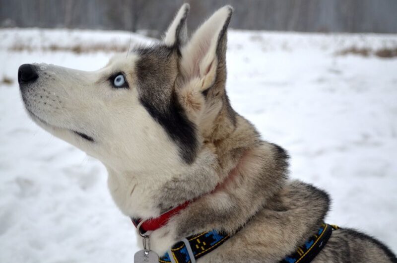 Rovaniemi: Self-Drive Husky Sleigh Ride Adventure - The 5-Kilometer Self-Drive Sled Ride