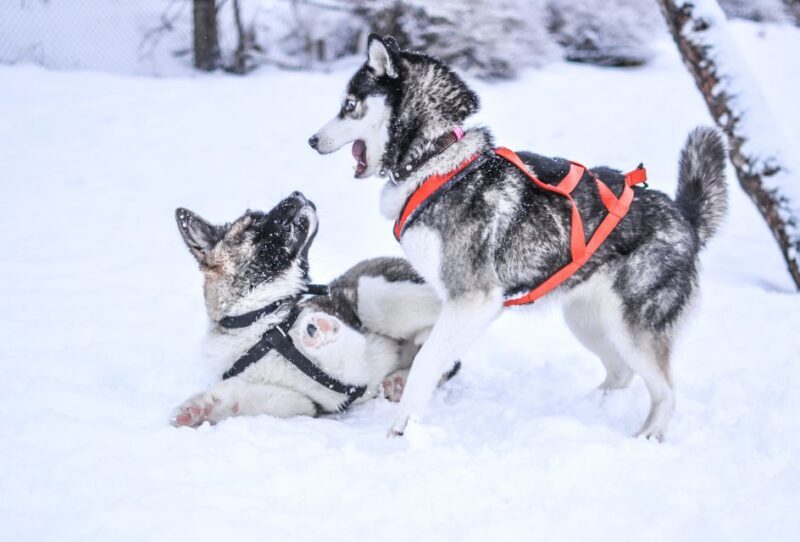 Rovaniemi: Self-Drive Husky Sleigh Ride Adventure - Why This Tour is a Good Value