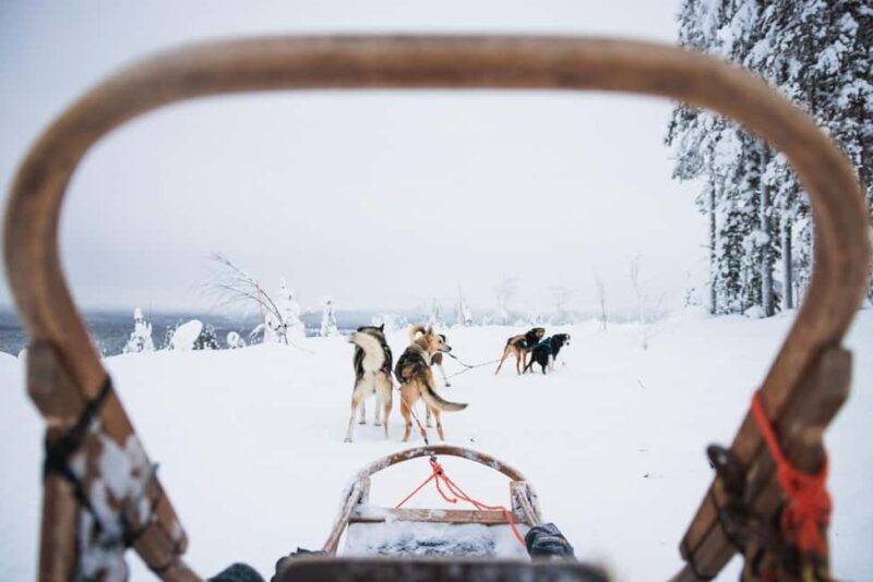 Rovaniemi: Self-Driving Husky Tour 7-kilometers - Experience Overview: What Makes This Tour Special