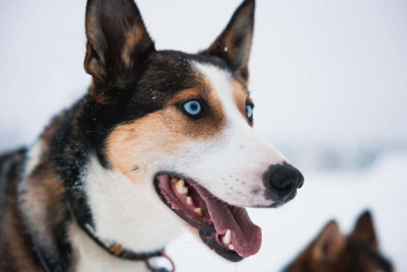 Rovaniemi: Self-Driving Husky Tour 7-kilometers - What to Expect at Each Step