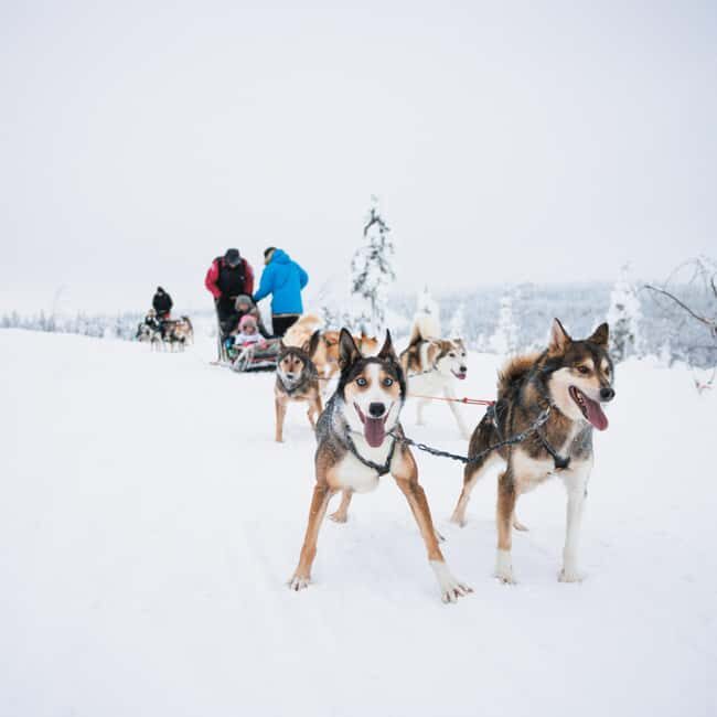 Rovaniemi: Self-Driving Husky Tour 7-kilometers - The Sum Up: Who Will Love This Experience?