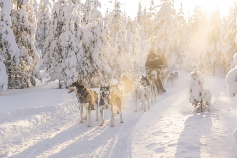 Rovaniemi: Snowmobile Safari, Reindeer & Husky Sleigh Ride - Key Points