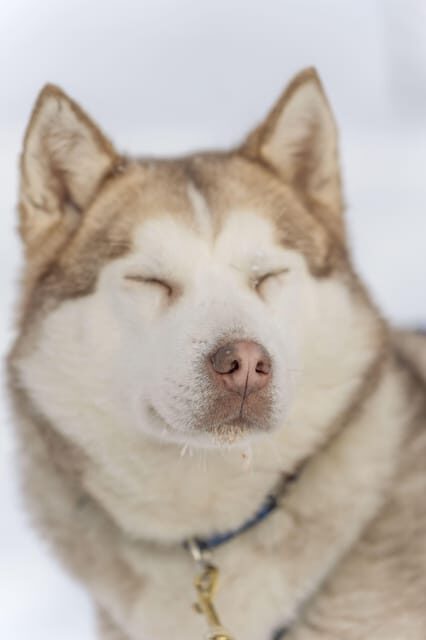 Rovaniemi: Snowmobile Safari, Reindeer & Husky Sleigh Ride - An In-Depth Look at the Tour