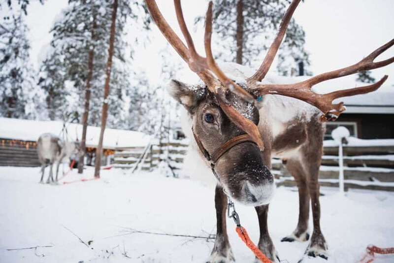 Rovaniemi: Snowmobile Tour and Reindeer Experience - Rovaniemi: Snowmobile Tour and Reindeer Experience – A Practical Guide