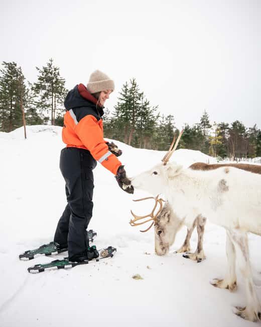 Rovaniemi: Snowshoe trip to meet reindeer - Rovaniemi: Snowshoe Trip to Meet Reindeer — An Authentic Arctic Adventure