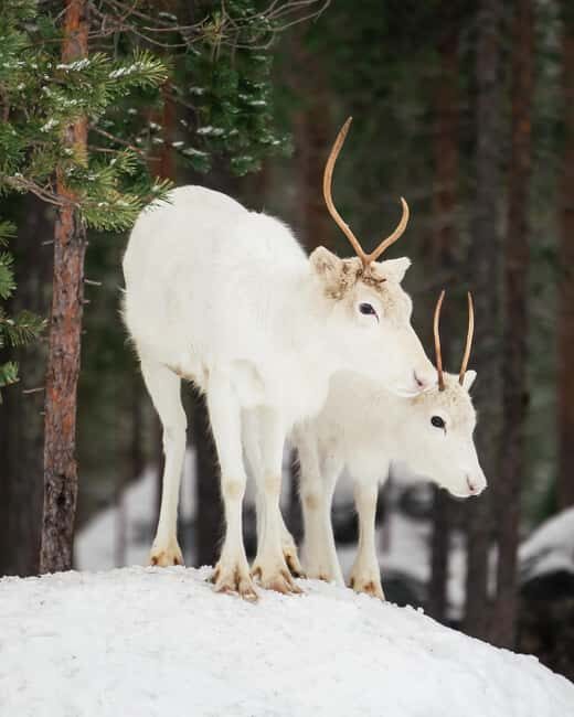 Rovaniemi: Snowshoe trip to meet reindeer - Why This Tour Stands Out
