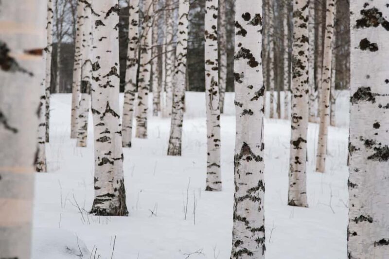 Rovaniemi: Snowshoeing in the Arctic Wilderness - FAQ