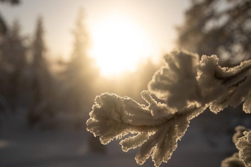 Rovaniemi: Snowshoeing in the Arctic Wilderness - The Practical Aspects