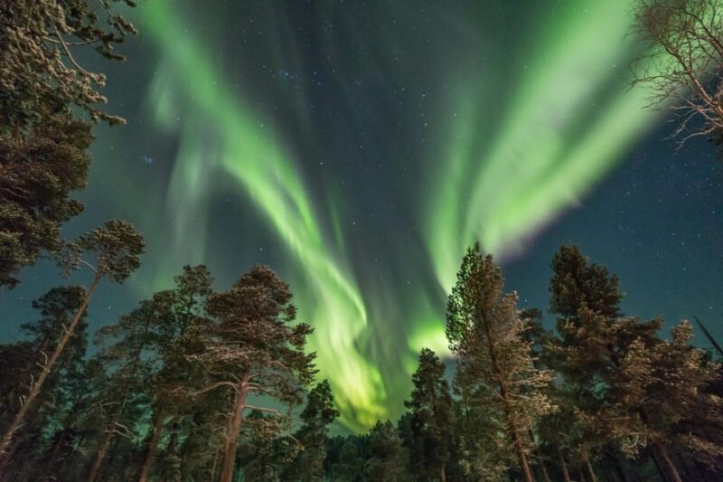 Rovaniemi: Snowy Forest Night Hike with Northern Lights - Key Points