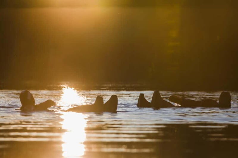 Rovaniemi: Summer Day Floating Experience - Key Points