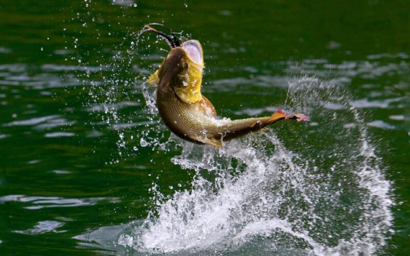 Rovaniemi: Summer Fishing Tour in Arctic Nature & BBQ - The Sum Up