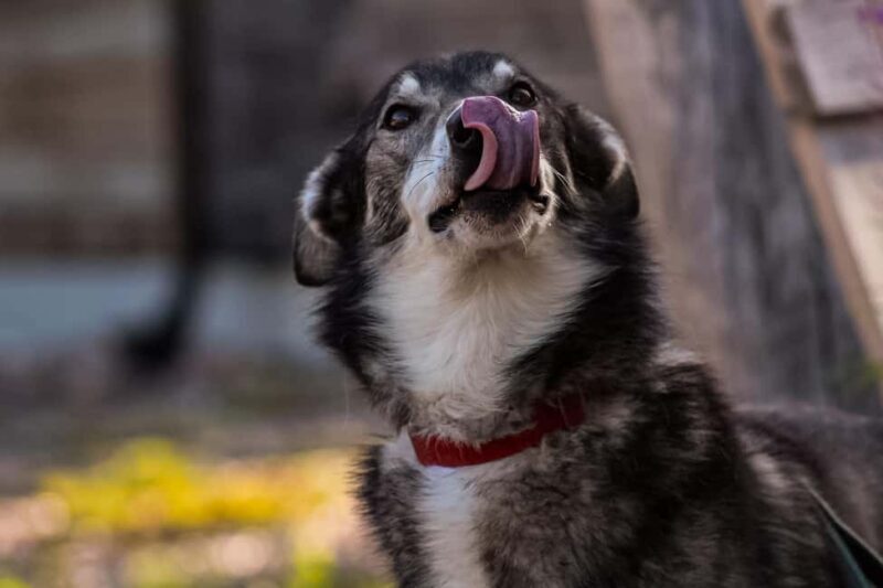 Rovaniemi: Summer Husky Kennel Tour and Cart Ride - Key Points