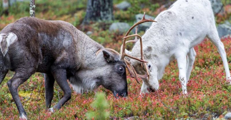 Rovaniemi: Summer Reindeer Farm Experience - Rovaniemi: Summer Reindeer Farm Experience — A Genuine Arctic Encounter