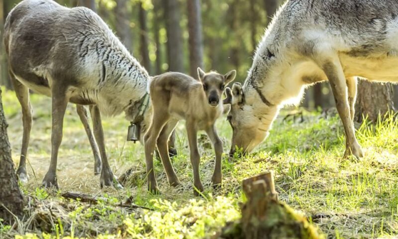Rovaniemi: Summer Reindeer Farm Experience - The Value of the Experience