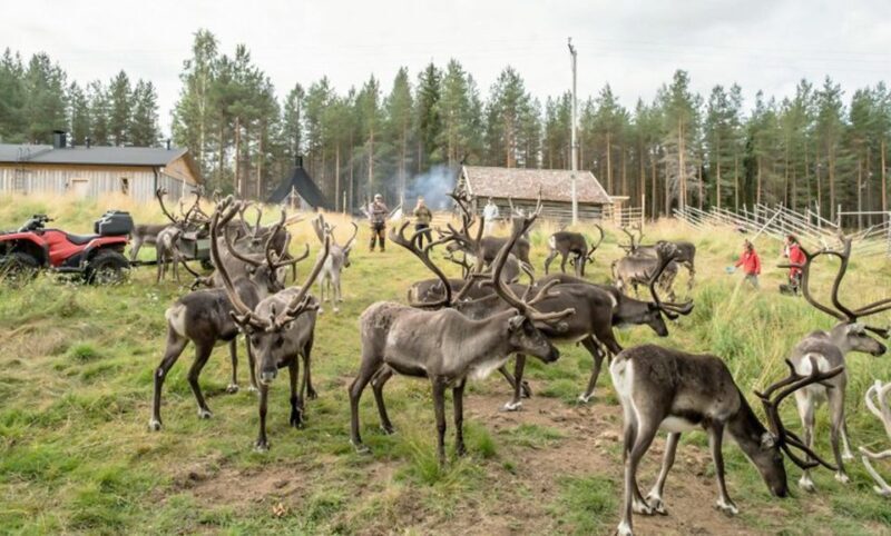 Rovaniemi: Summer Reindeer Farm Experience - The Journey to Authenticity: What to Expect