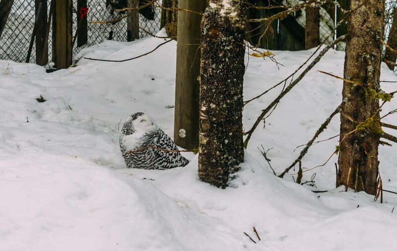 Rovaniemi: Trip to Ranua Zoo with Tickets - Introduction
