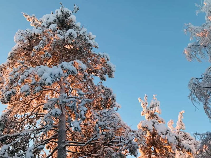 Rovaniemi: Trip to Ranua Zoo with Tickets - Animal Encounters and Exhibits