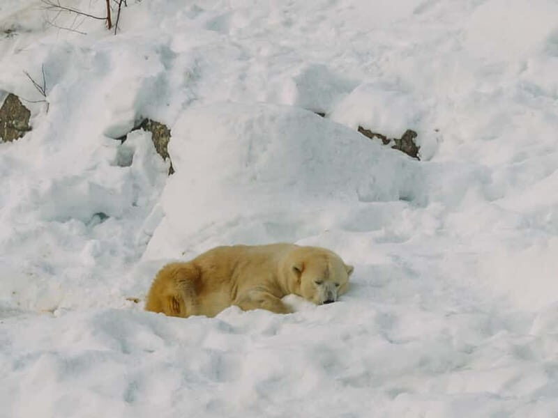 Rovaniemi: Trip to Ranua Zoo with Tickets - Authenticity and Experience