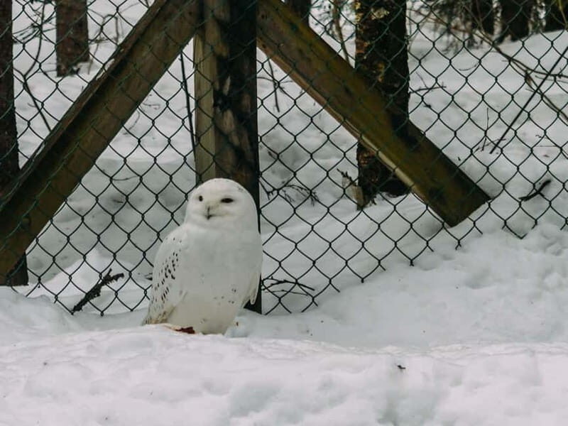 Rovaniemi: Trip to Ranua Zoo with Tickets - The Sum Up