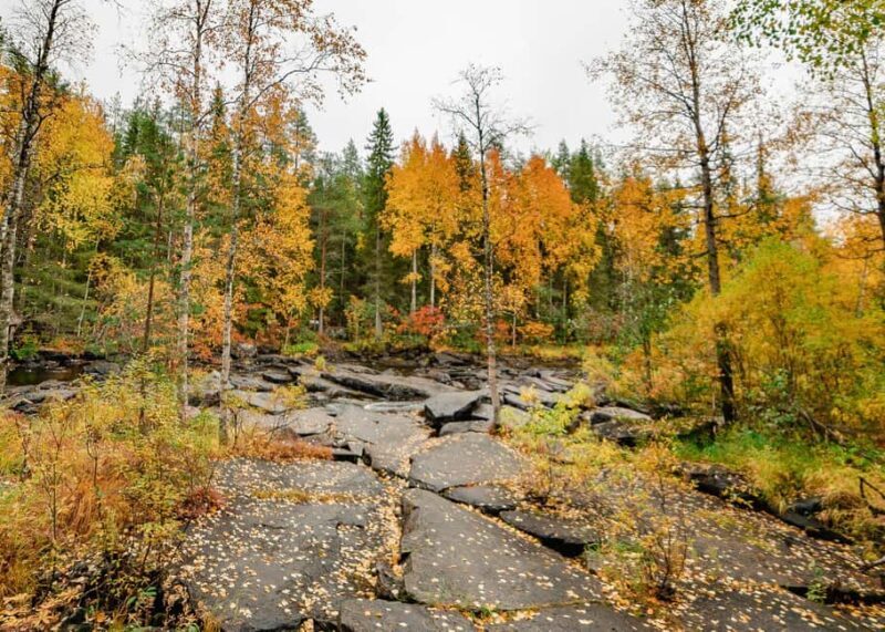 Rovaniemi: Vaattunkiköngäs Trail Arctic Circle Forest Hike - FAQ